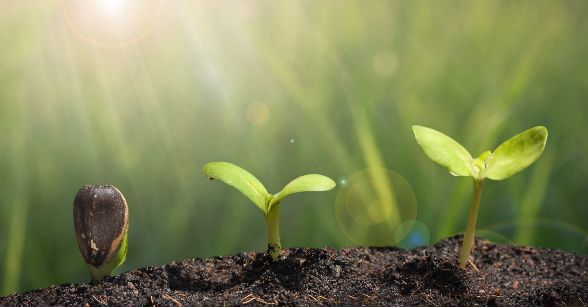 Make a Bequest | Australian Greens