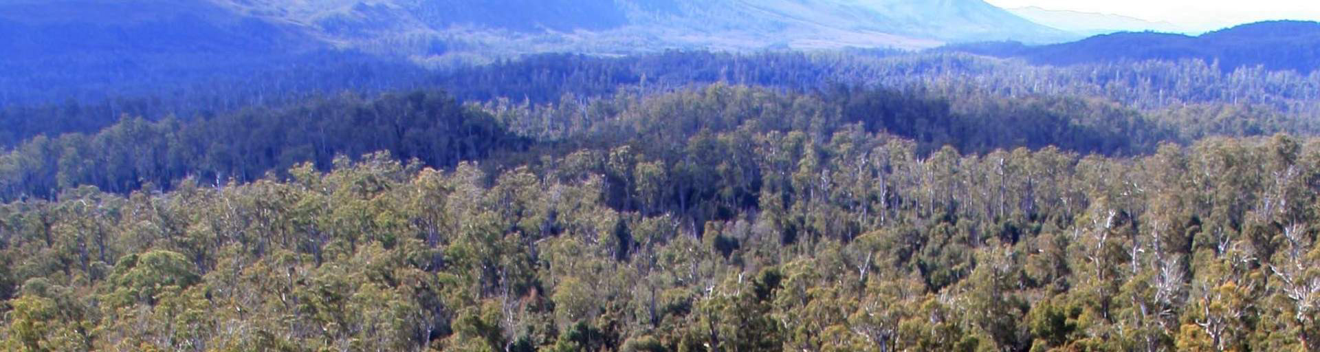 Forests | Australian Greens Victoria