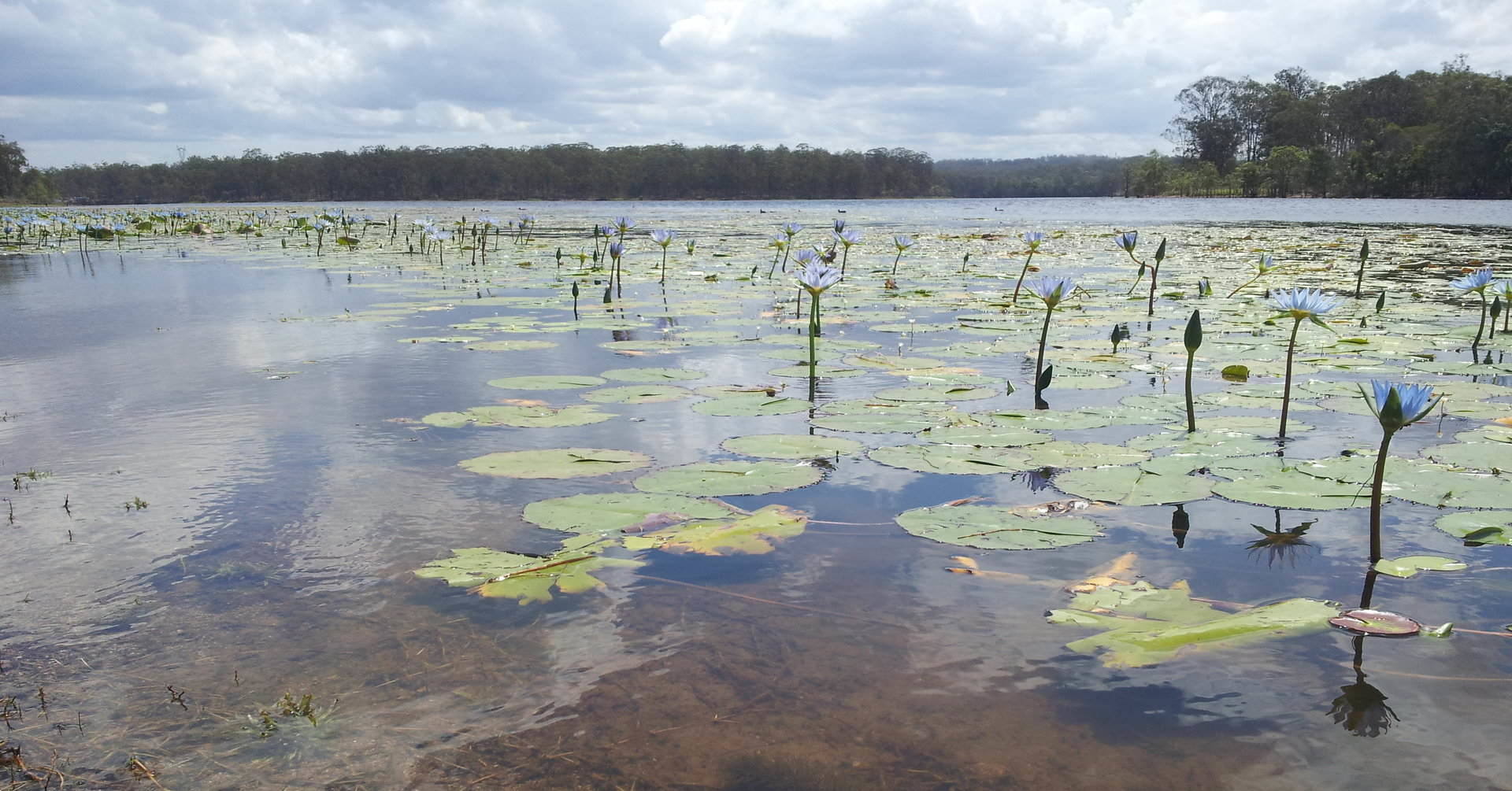 North Pine Branch | Queensland Greens