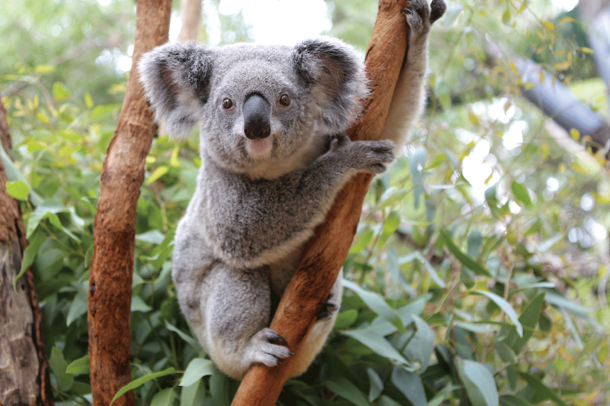 A BOLD PLAN TO SAVE THE KOALA FROM EXTINCTION | Greens NSW