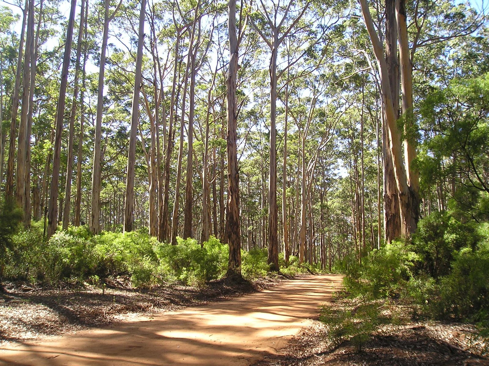 Adelaide Australia Forest