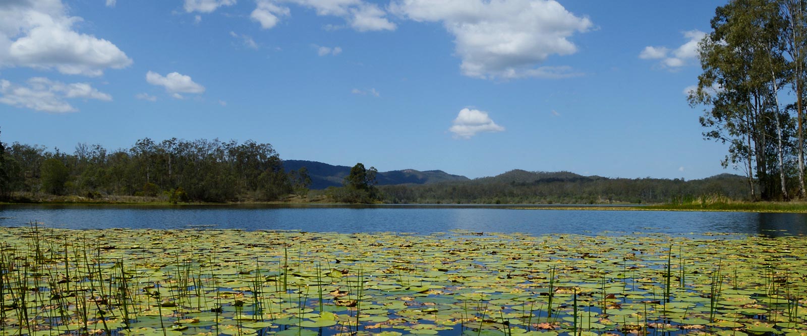 West Brisbane Branch | Queensland Greens