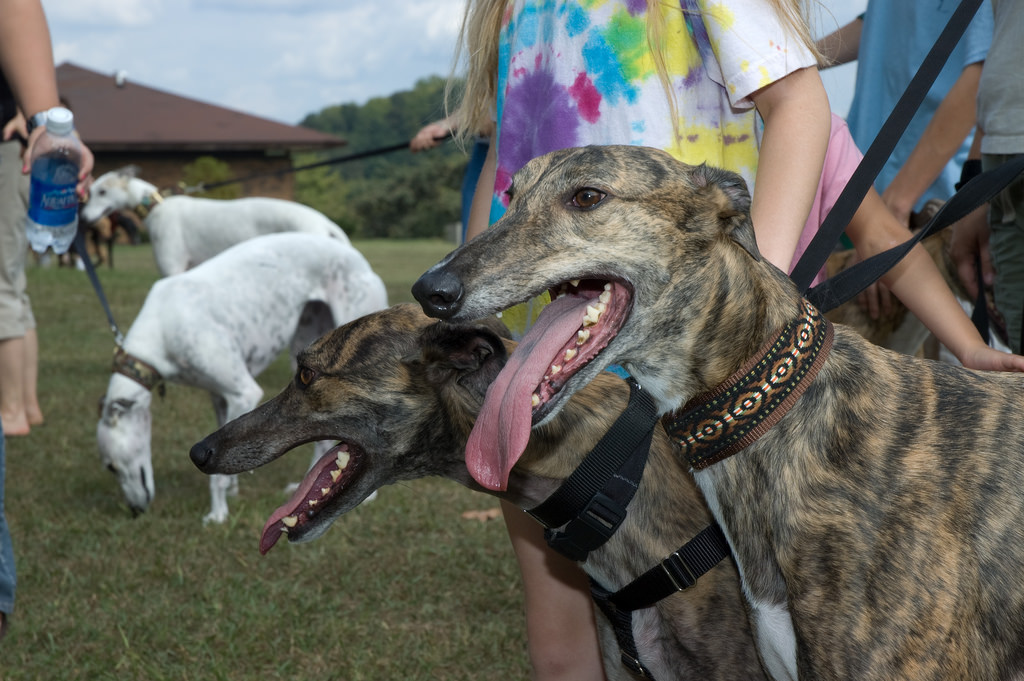 Reining in animal exploitation | Greens NSW