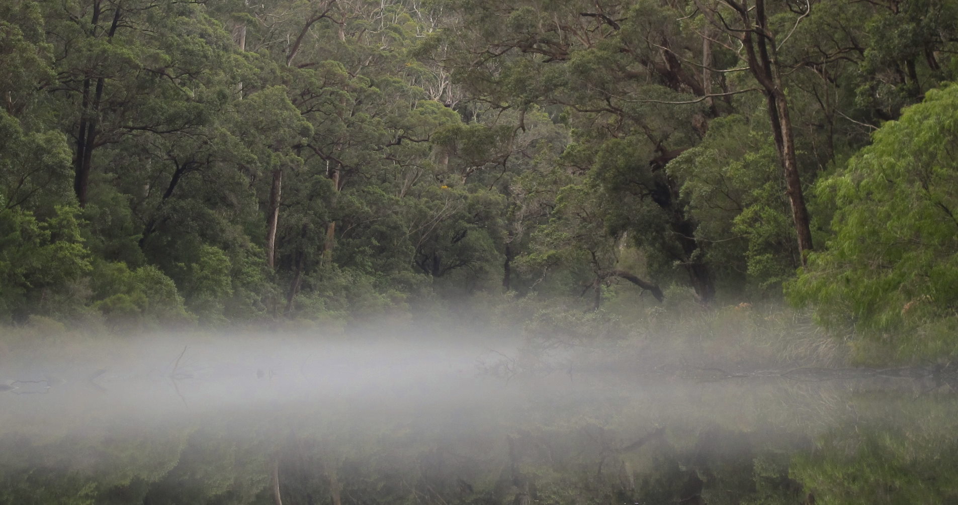 Forests and Climate Change | Greens WA