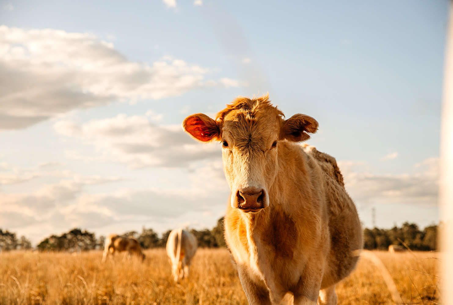 Protecting Victorian Animals | Australian Greens Victoria