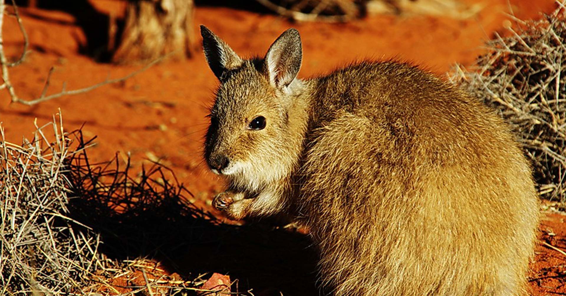 What Wild Animal Has Green Eyes At Night At Jose Price Blog What Wild Animal Has Green Eyes At Night At Jose Price Blog