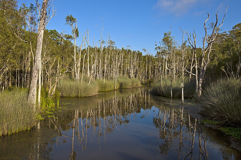 Karawatha Branch | Queensland Greens