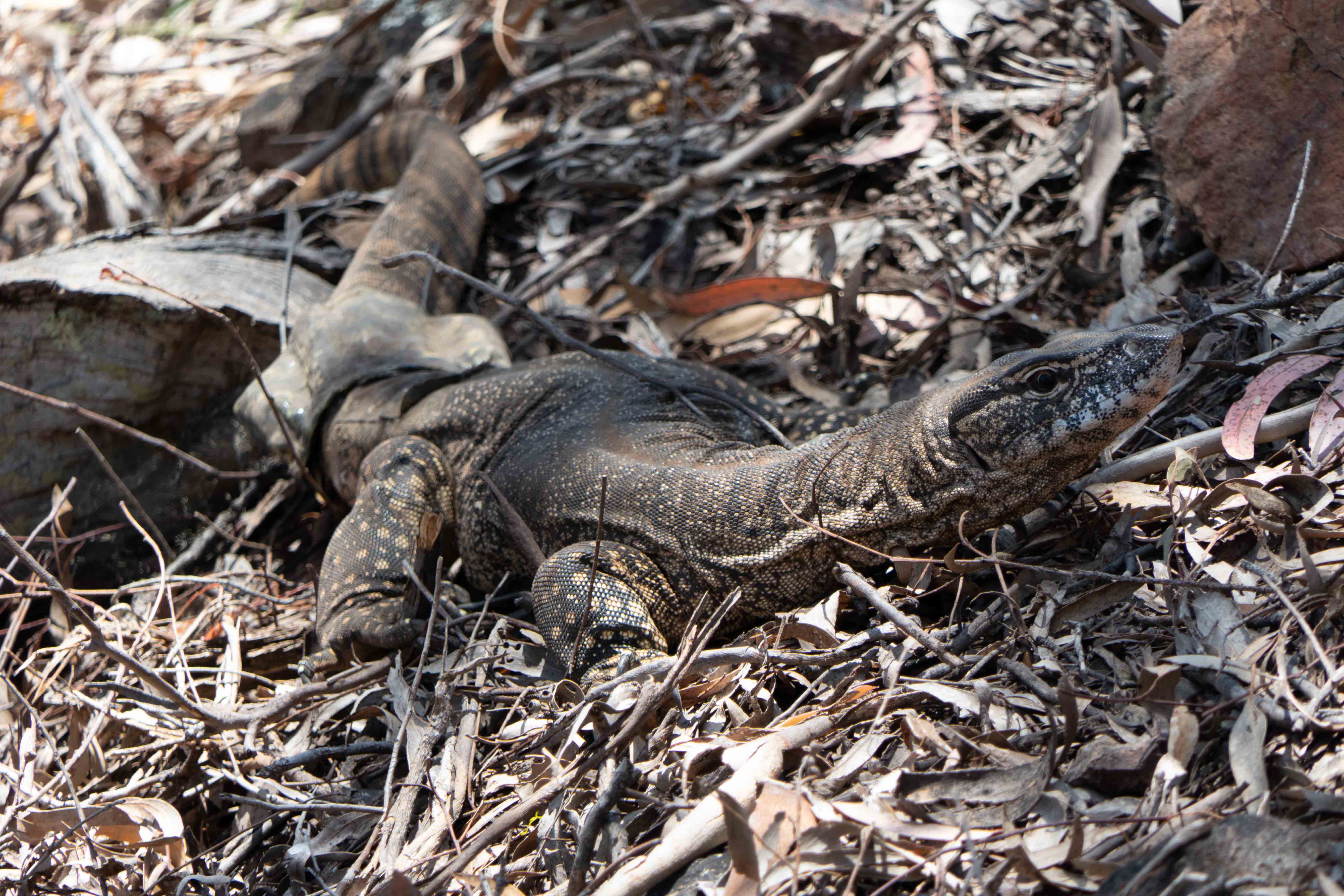 Rebecca and Rex: A story about Kurrajong's Rosenberg Goannas | ACT Greens