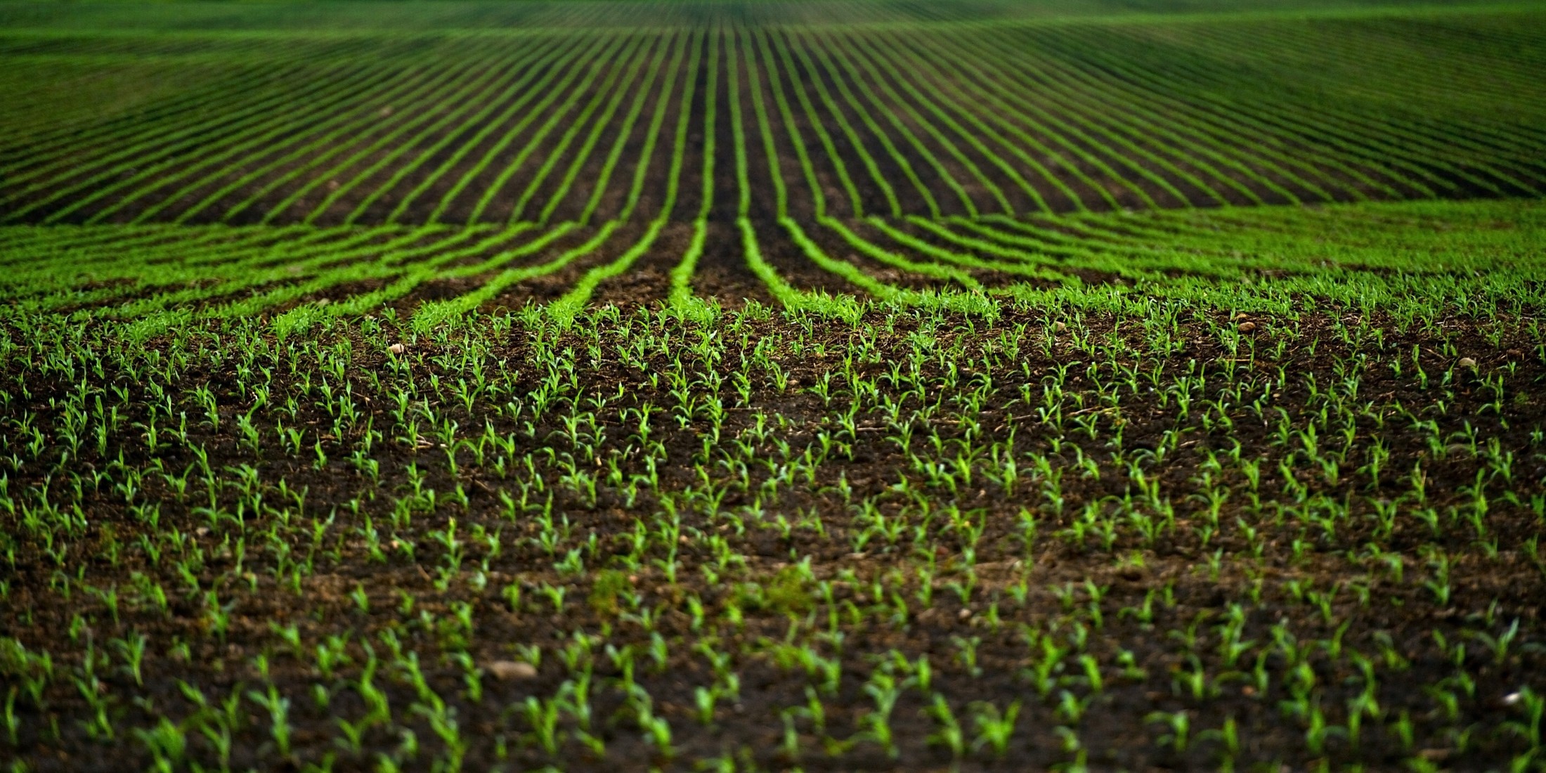 Genetically Modified Organisms | Australian Greens