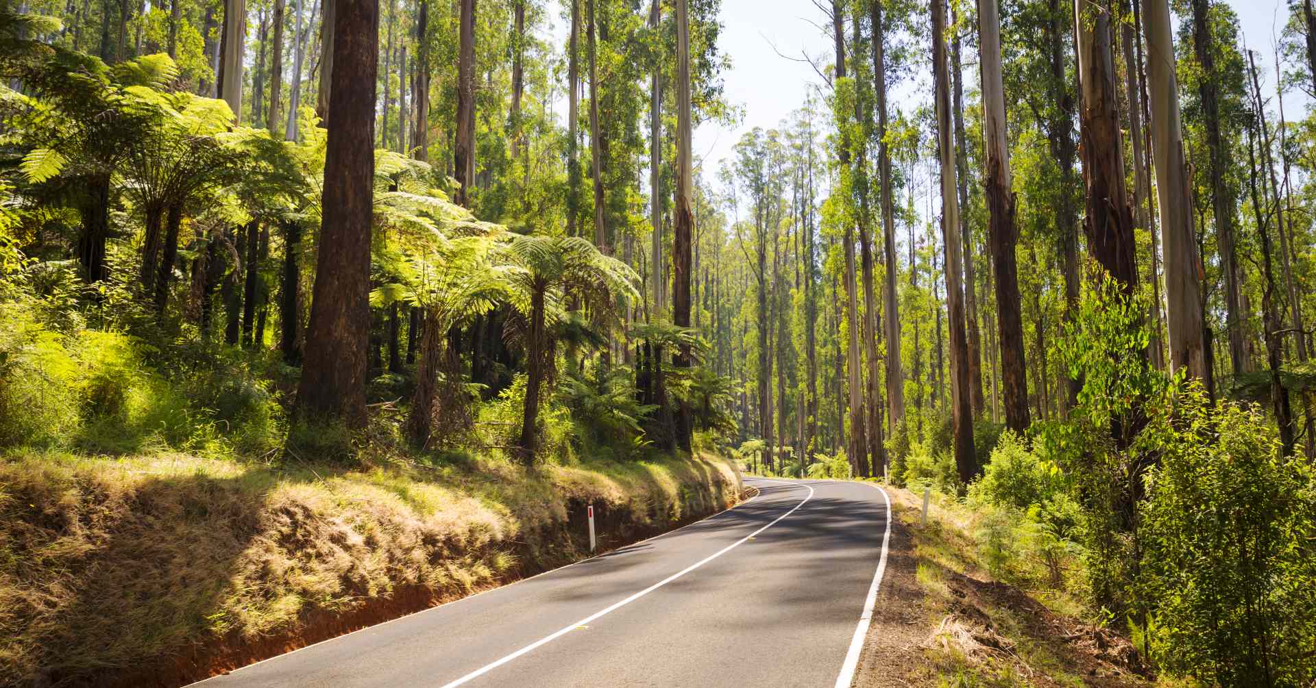 Forests for Life | Australian Greens