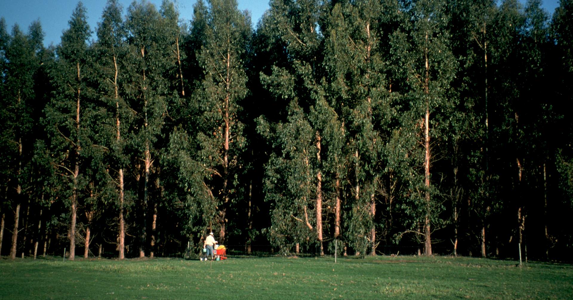 Plantations & Farm Forestry | Greens WA