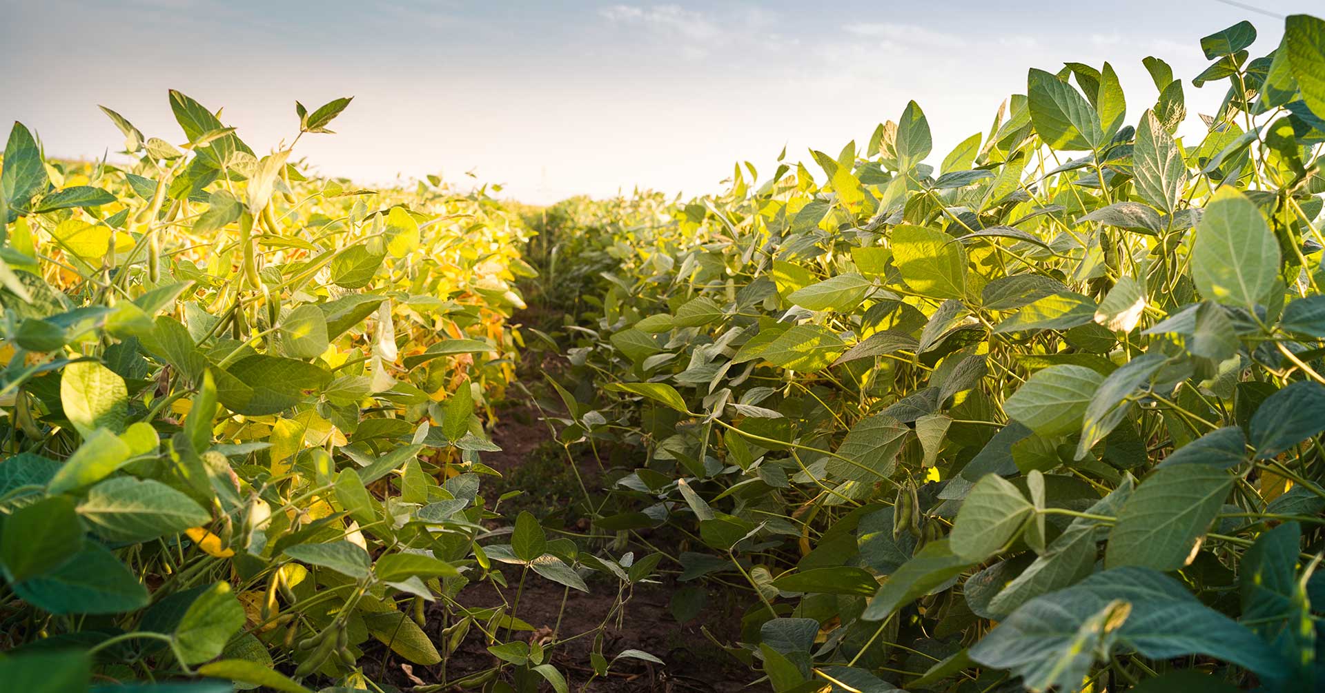 Genetic Engineering in Food, Crops and Pharmaceuticals | Greens NSW