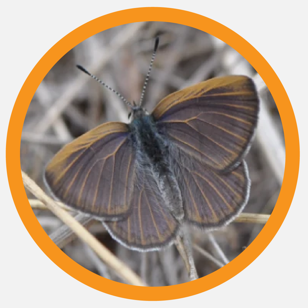 Ending Victoria's extinction crisis | Australian Greens Victoria