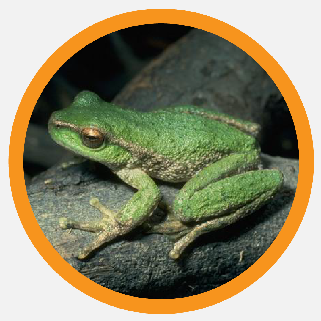 Ending Victoria's extinction crisis | Australian Greens Victoria