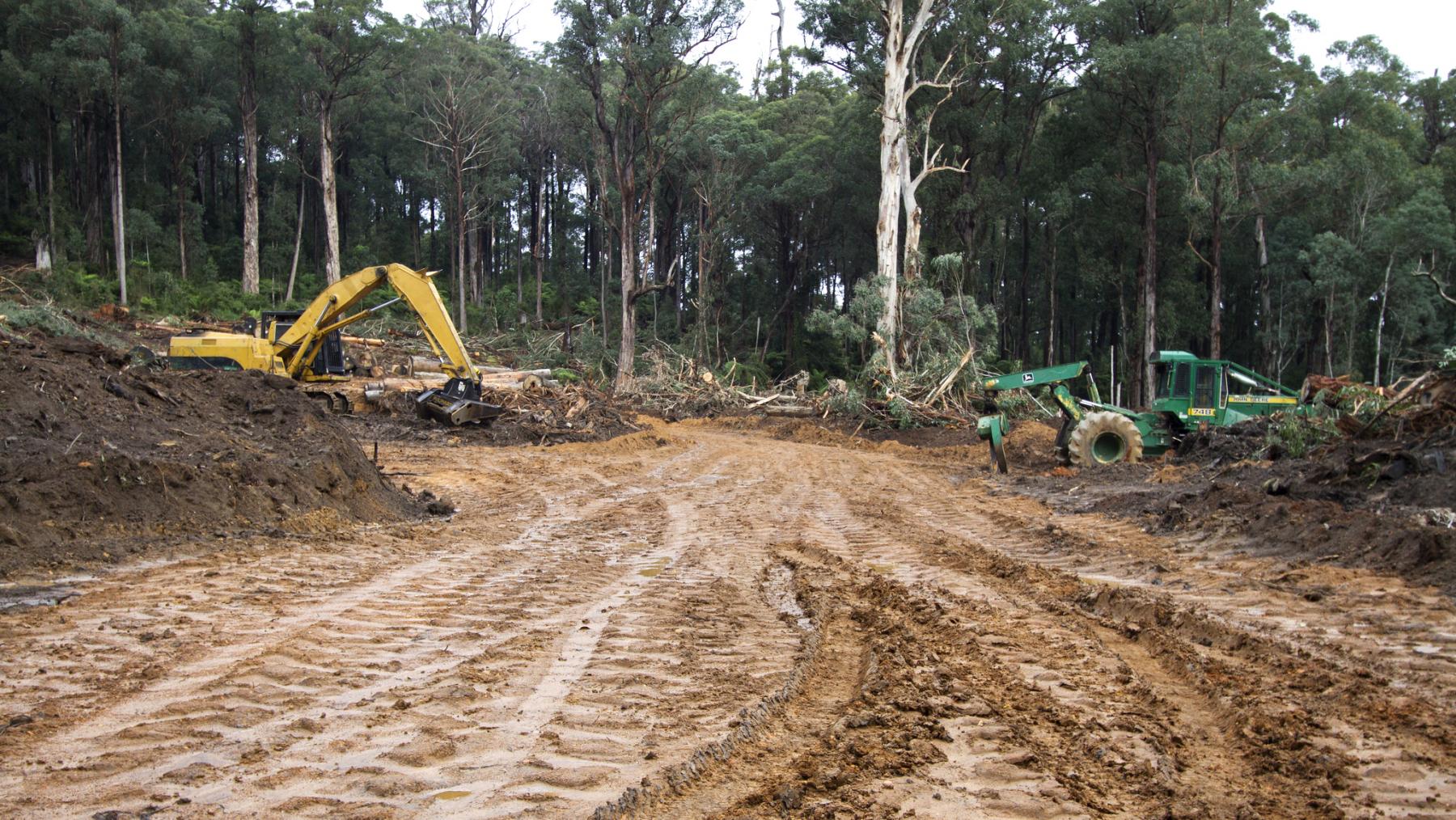 It's time for Labor to shut down VicForests and end native forest ...
